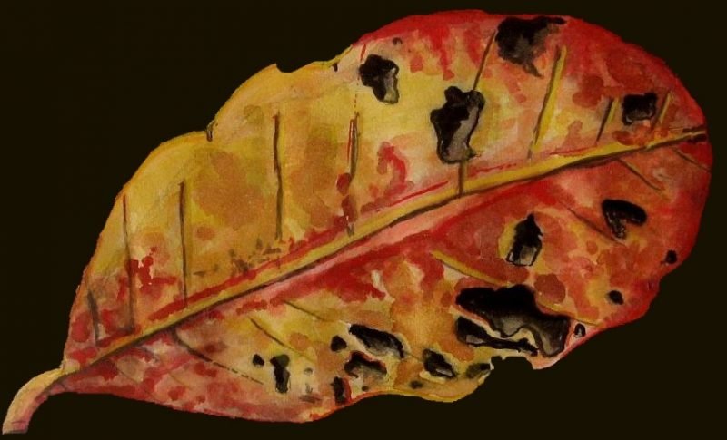 THE FALLEN LEAF | A GODLESS WORLD